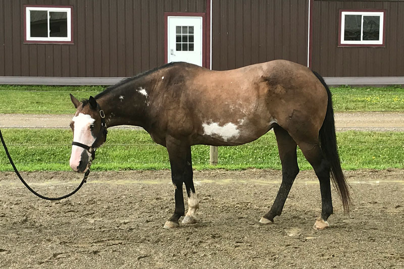 Horse Sales | Miracle Mountain Ranch - Christian Summer Camp in PA